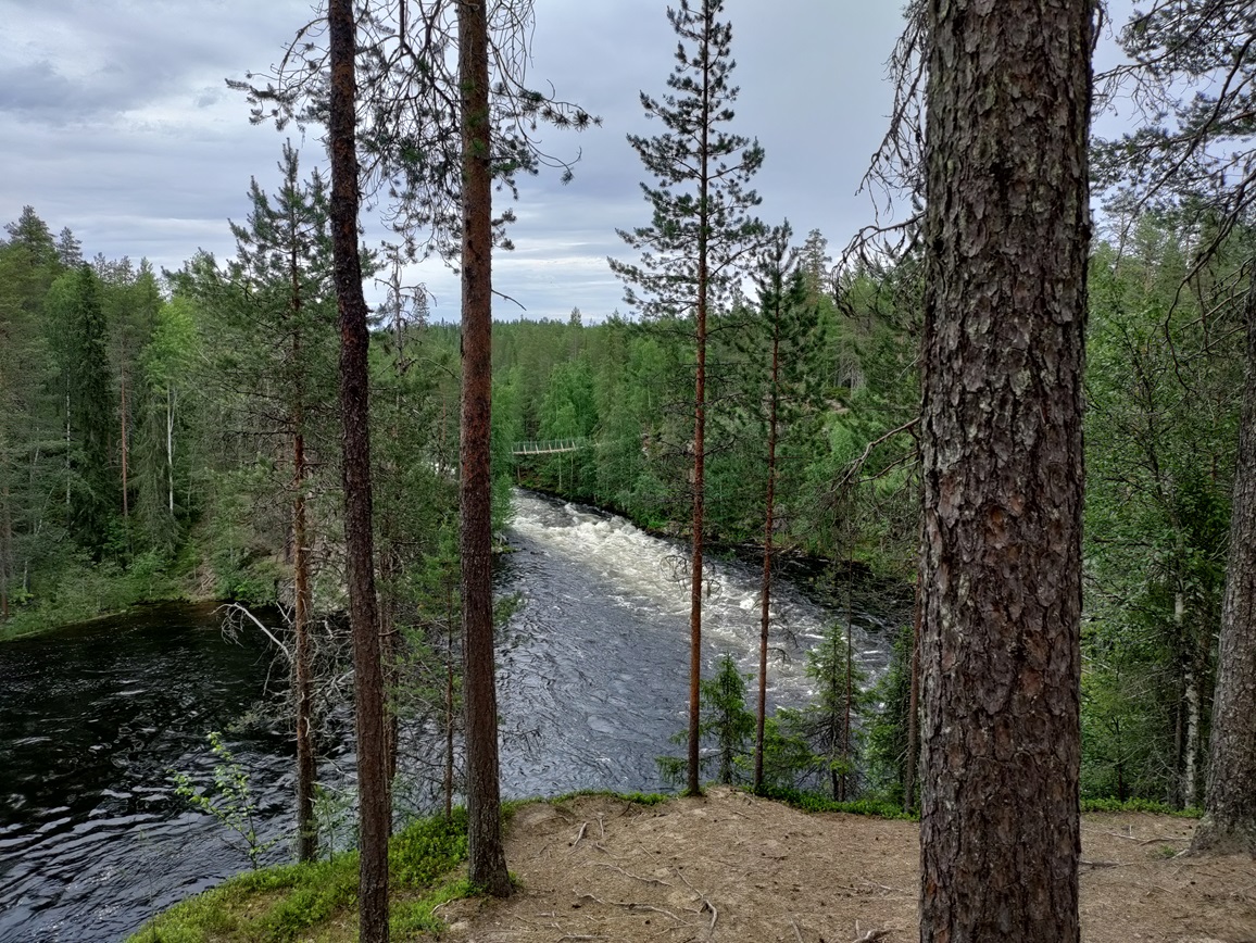 OHFF-bulletiini: Heinäkuu 2024 | OHFF Flora & Fauna Finland