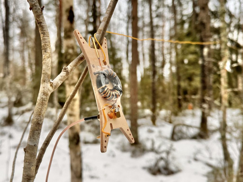 OHFF-bulletiini: Maaliskuu 2025 | OHFF Flora & Fauna Finland