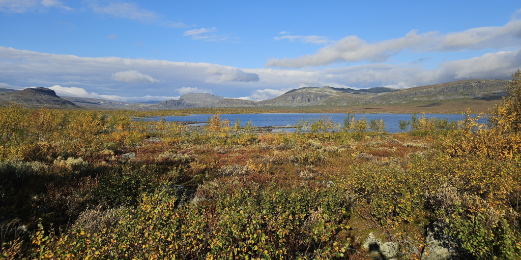 OHFF-bulletiini: Joulukuu 2025 | OHFF Flora & Fauna Finland